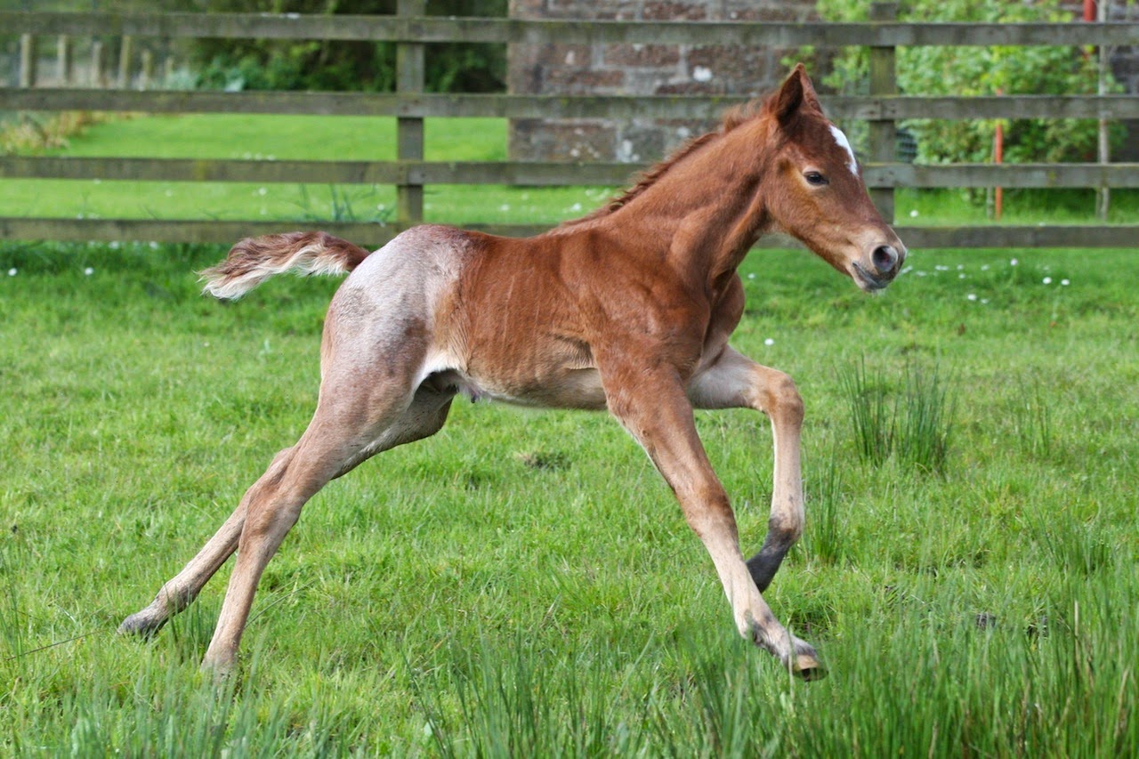 Chamfron Stud : Chamfron Milano - Six days old