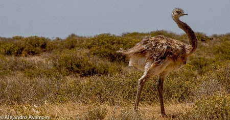 Ave de Península Valdés - El Choique