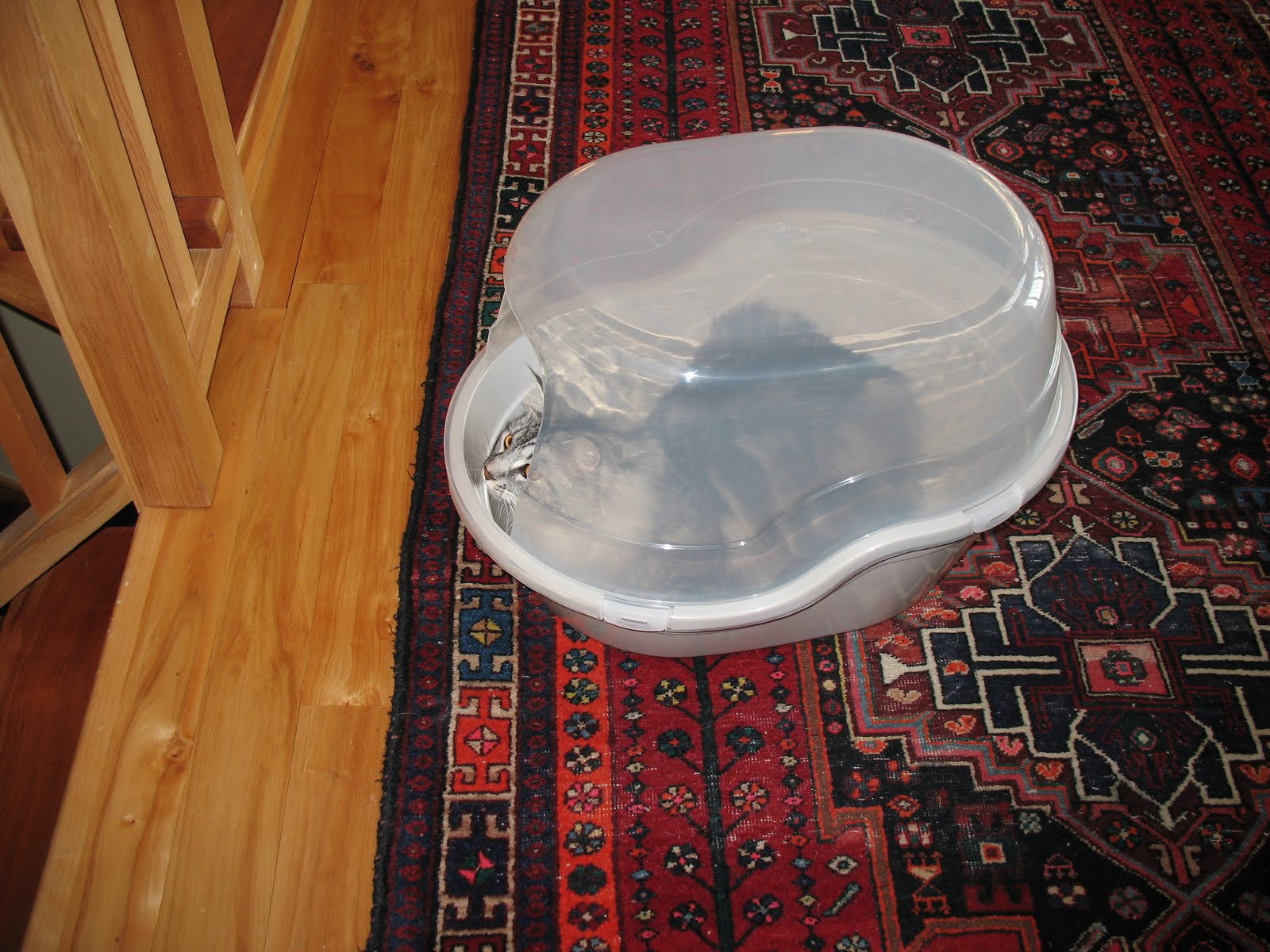 Stewie! It's A Wonderful Life.