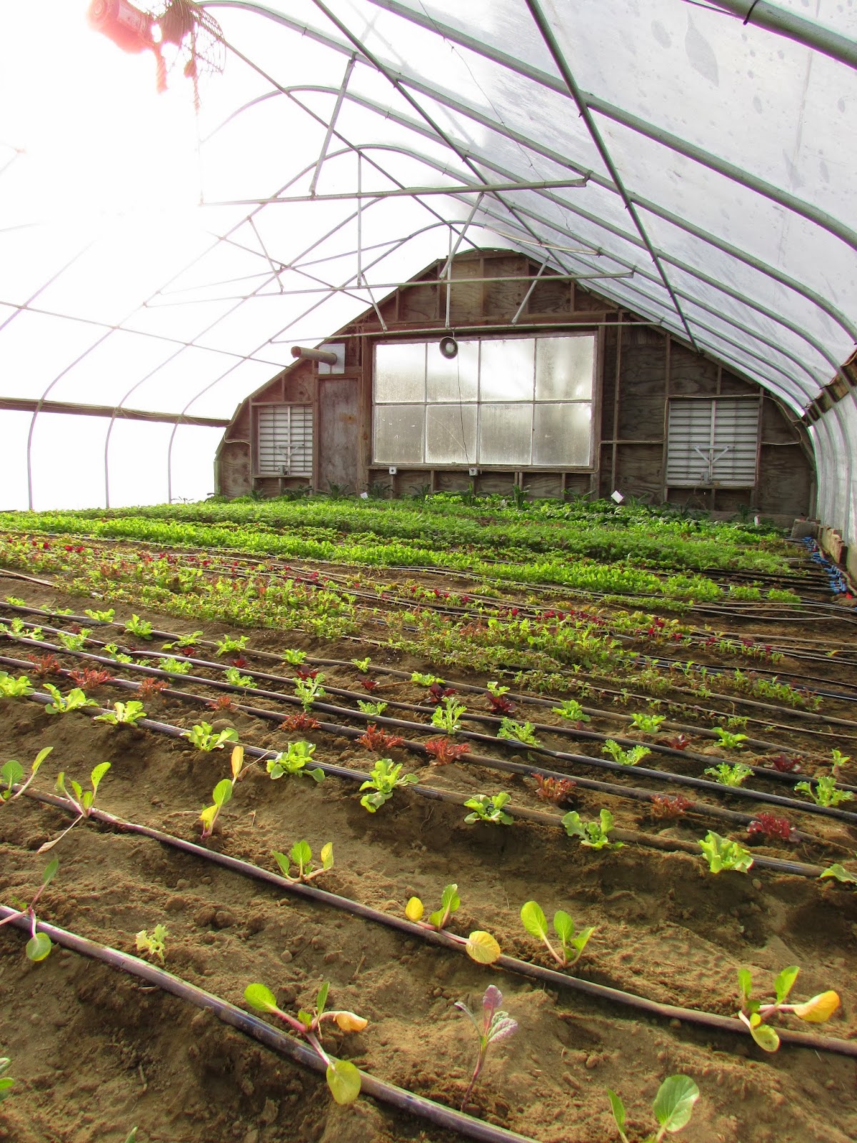 Anemone Times: The Bunker Farm