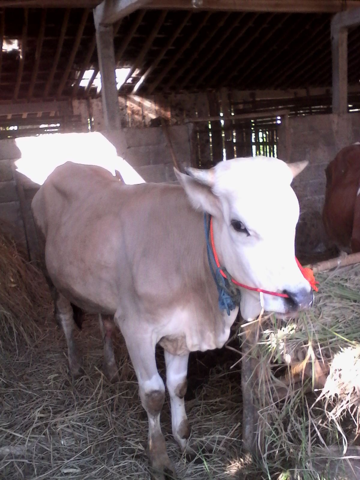 PENGGEMUKAN (FEEDLOT) SAPI PEJANTAN - pemuda tani