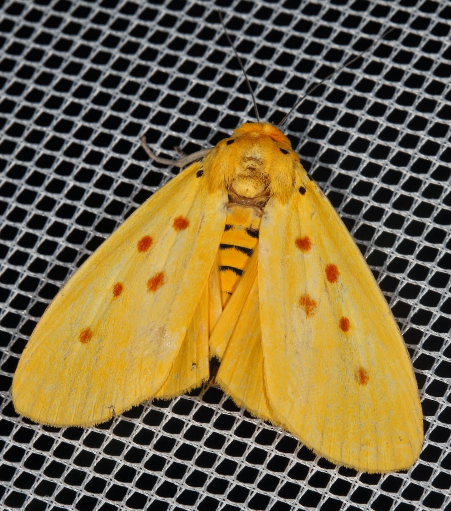 BunyipCo: Spring Moths