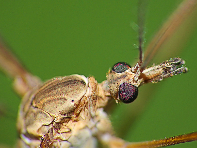 Compis: Tipúlidos (Tipulidae)