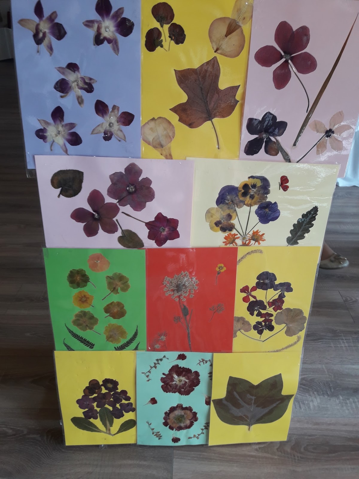 BIOLOGIE DOLJ: CERC PEDAGOGIC BIOLOGIE