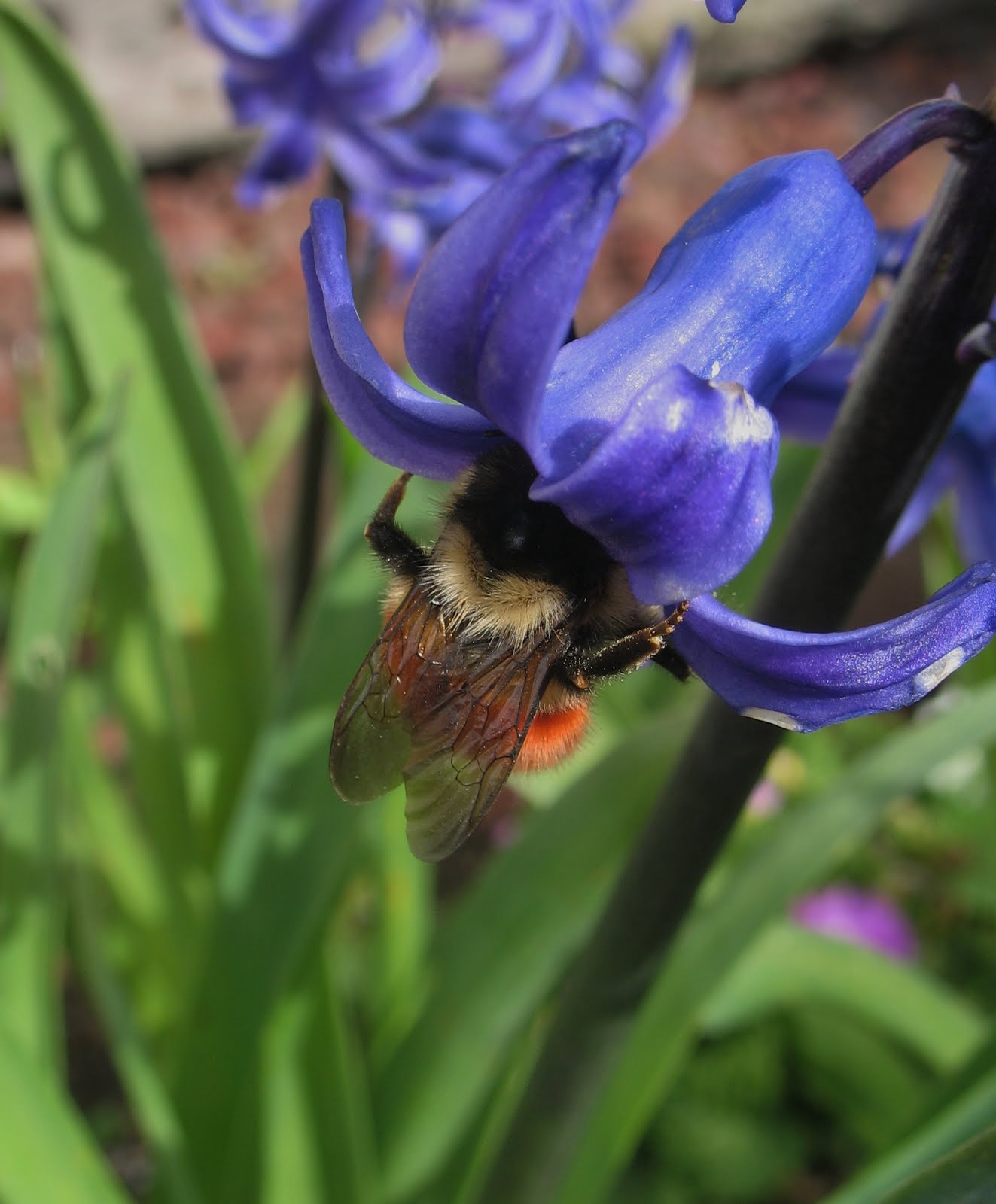 Bees, Birds & Butterflies: Early Spring Pollinators