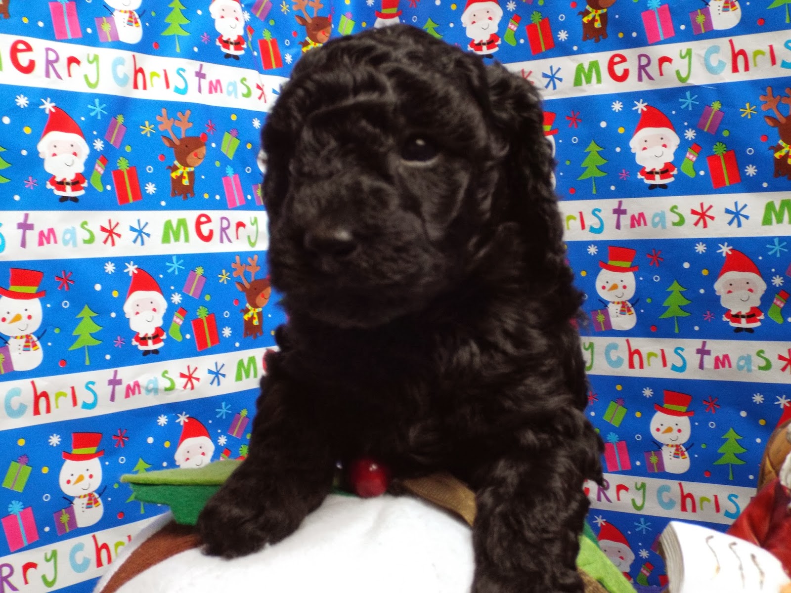 SODOR SPRING - Cockapoo and Cavapoo puppies: Cockapoo puppy