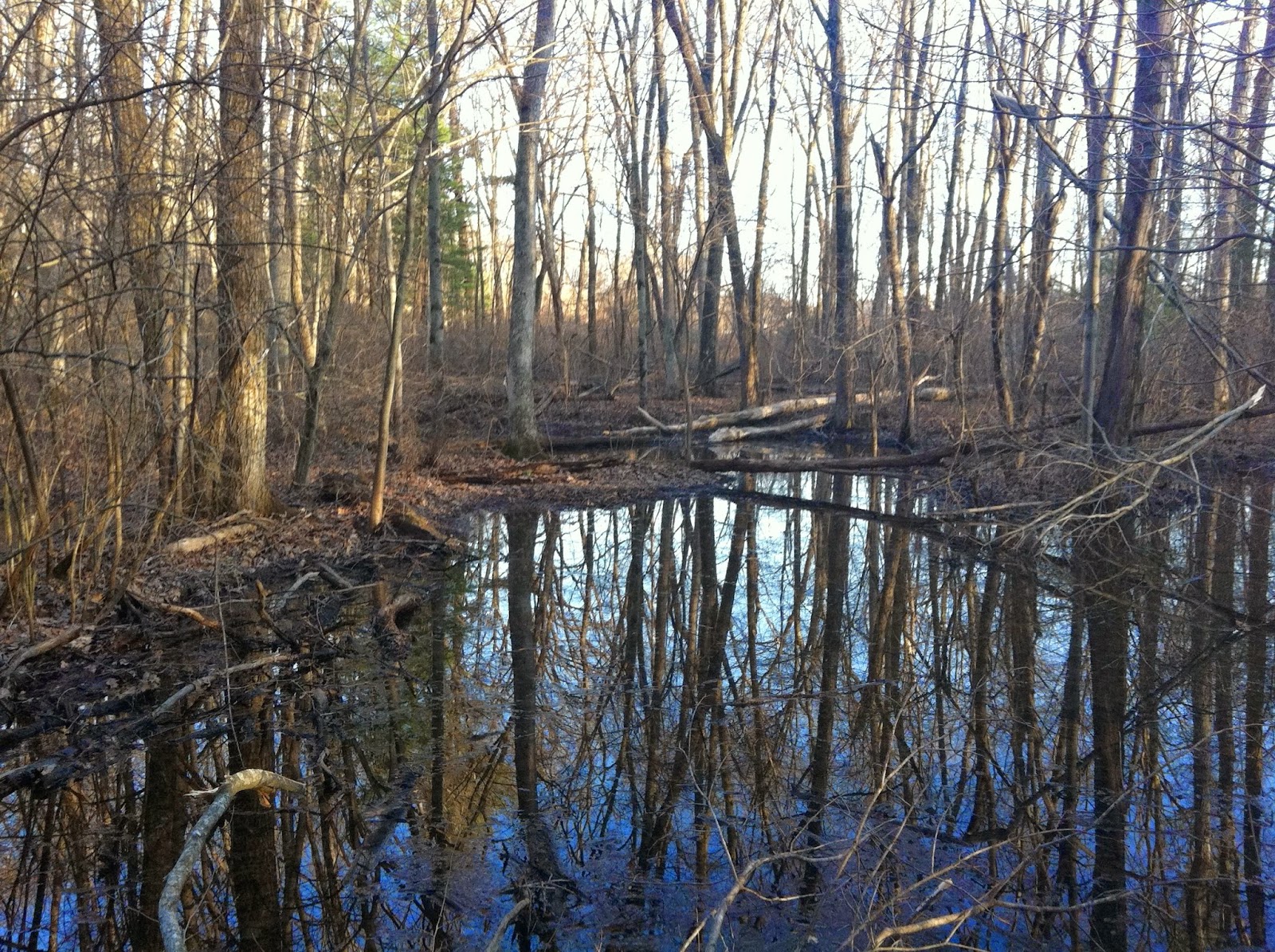 A Kid's Guide to Exploring Nature: Vernal Pools: Spring to Summer