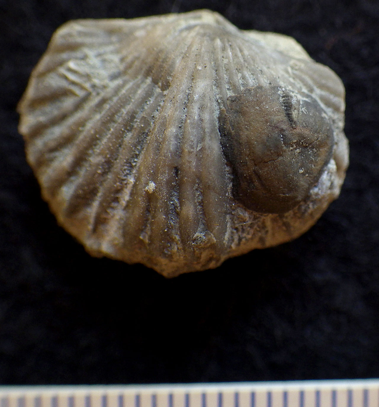 Louisville Fossils and Beyond: Vinlandostrophia Brachiopod Fossil with ...