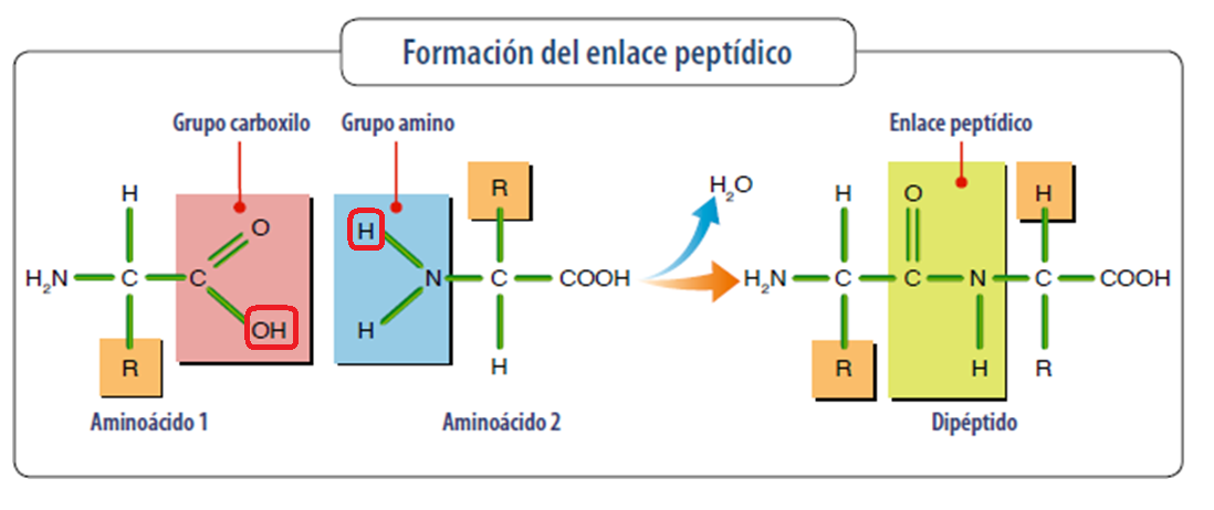 Biomoléculas Orgánicas: ¿Qué son?: abril 2011