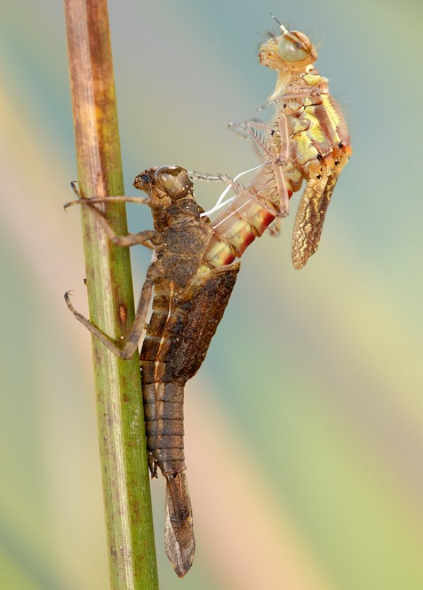 Amazing Dragonfly Insect - Dragonfly Facts, Images, Information ...