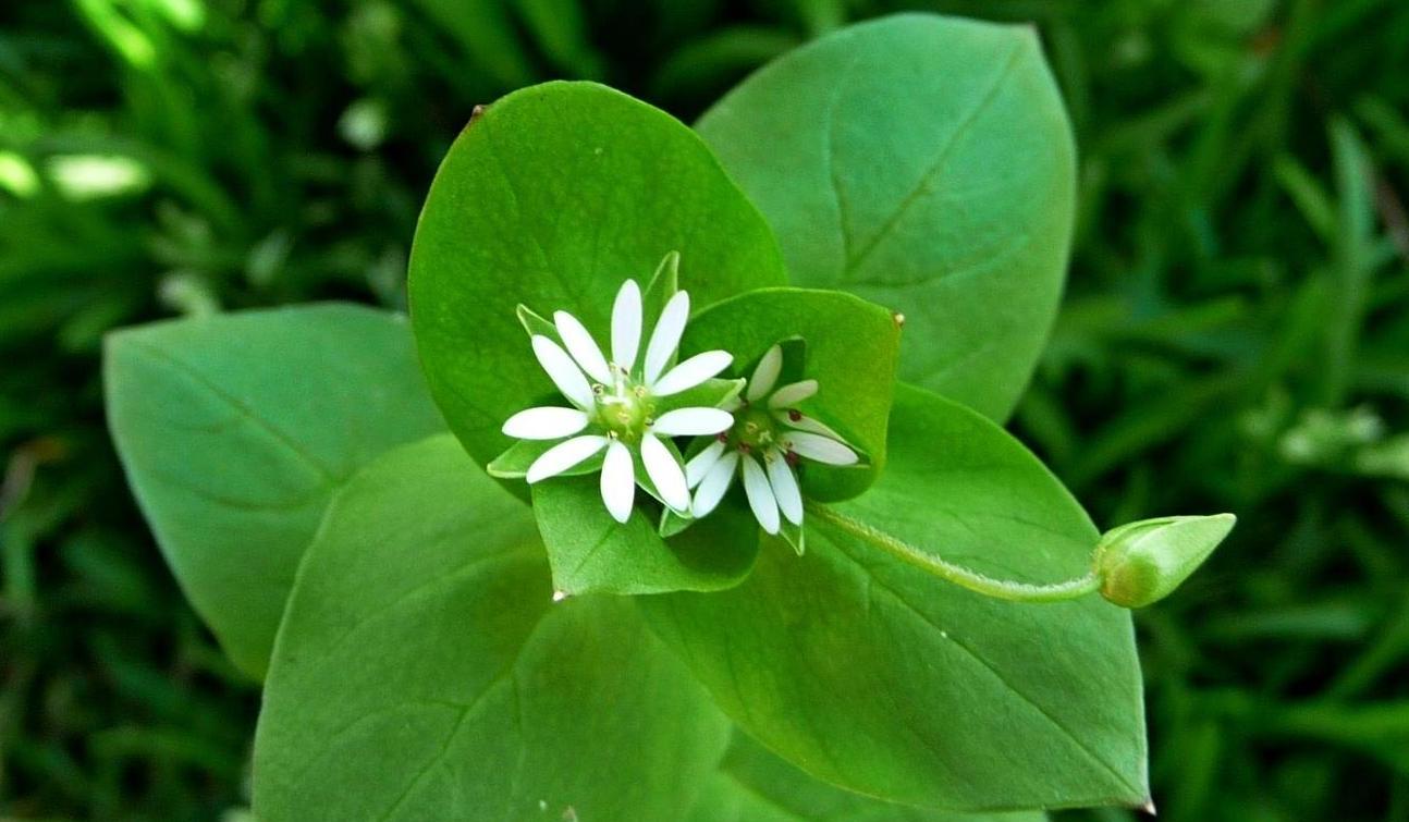 r o b i n 's y a r d: Stellaria media