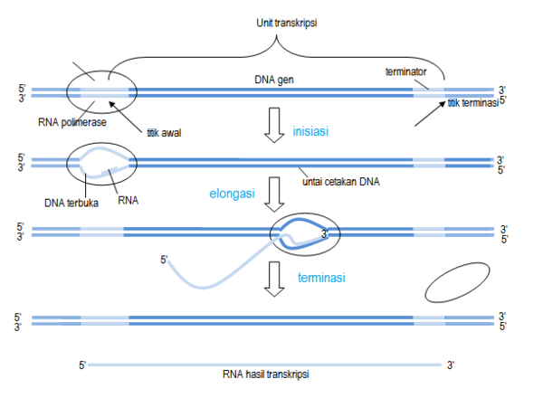 Pengertian RNA dan Komponen Penyusun RNA - Materi Pendidikan Dasar, SMP ...