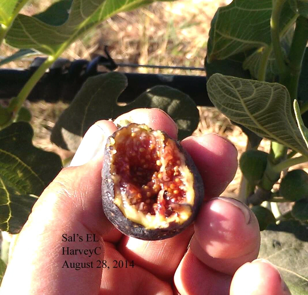 Sal's EL Fig - Var Tin