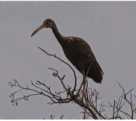 leyendas del litoral: Leyenda El Carau