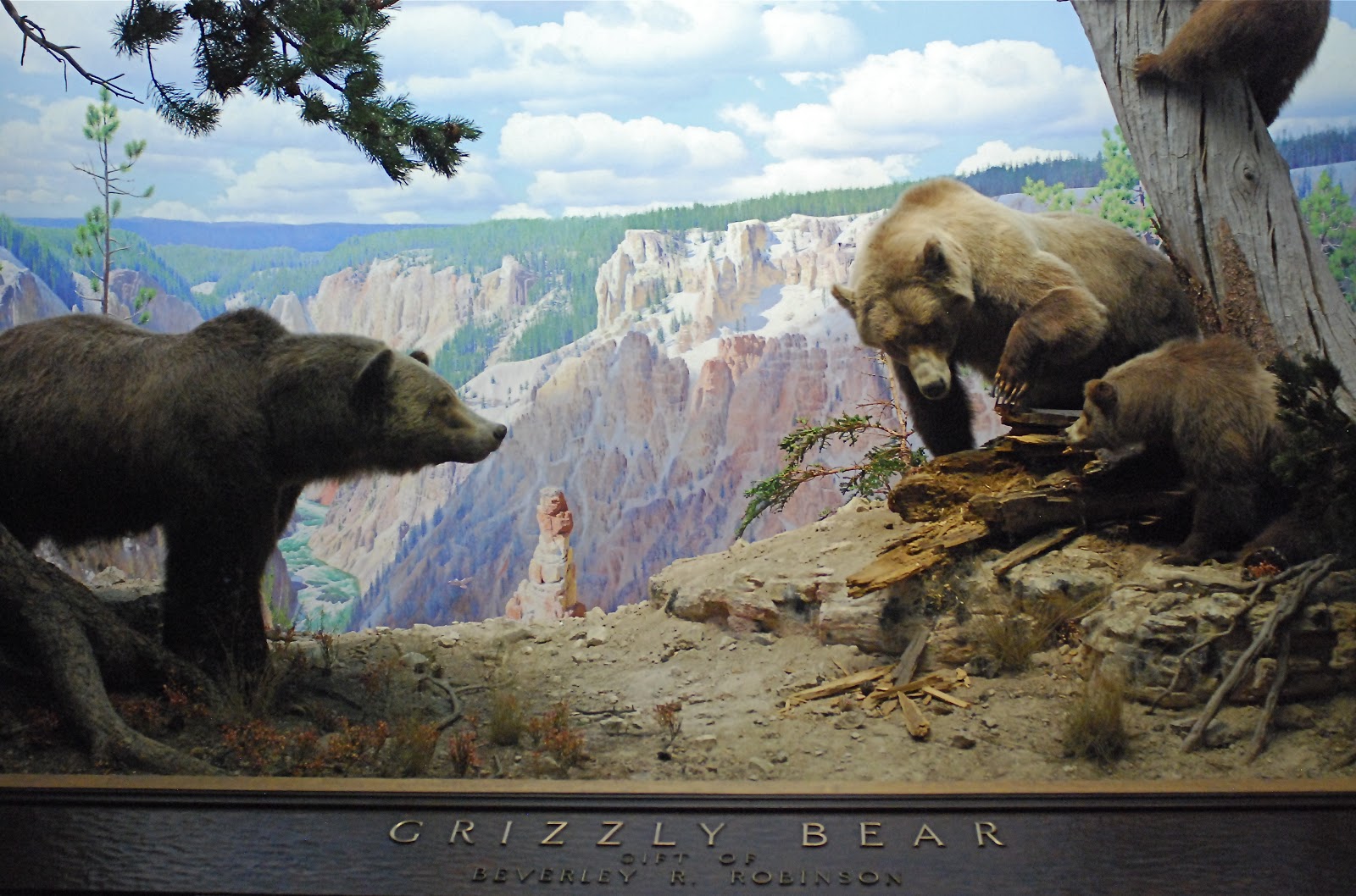 NYC ♥ NYC: Artful Dioramas of North American Mammals at the American ...