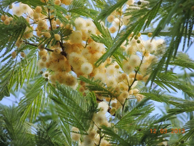 NATUREZA EM FOTOS: FLORA NORDESTINA: ANGICO VERMELHO