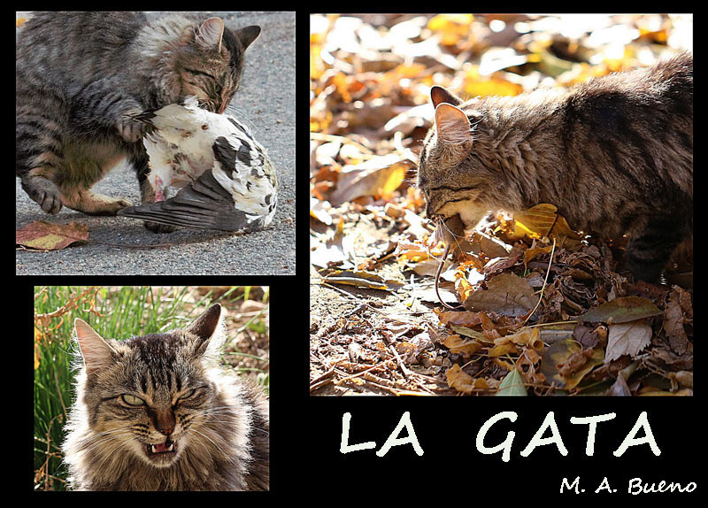 Foto-Natura-Huesca: GATA - FEMALE CAT