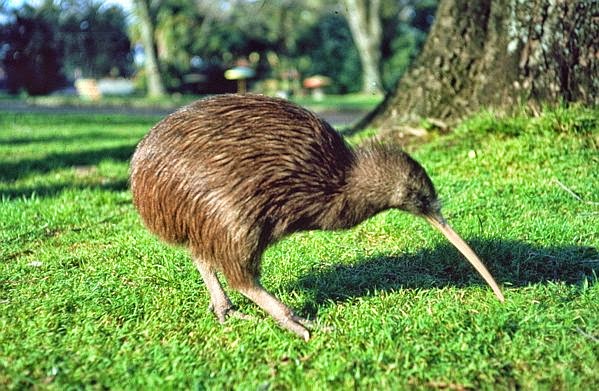 KIWI BIRD photos - wallpapers | the fun bank