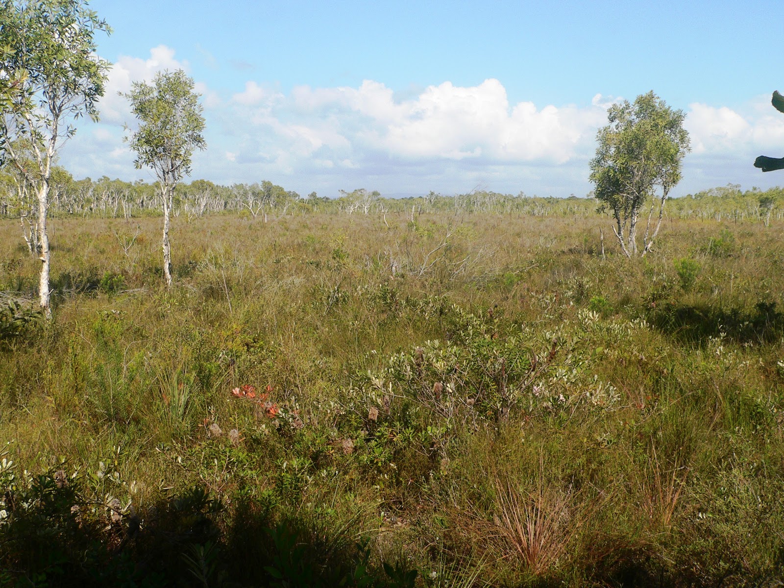 sunshinecoastbirds: Ground Parrots in Danger of Extinction on the ...