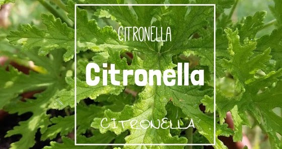 Farming With Cianna: Citronella, Citronella, and More Citronella!