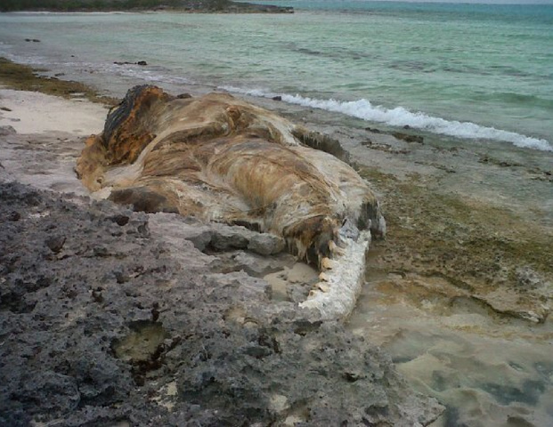 While this may be a perfectly normal animal, we’re not so sure. It’s ...