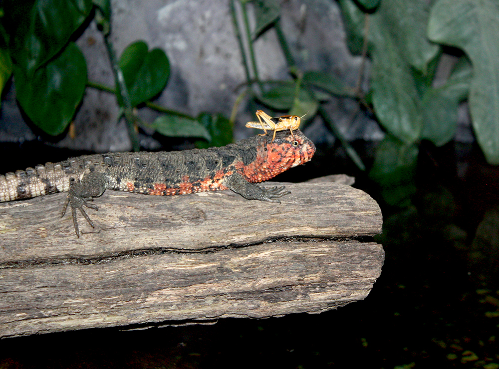 Real Monstrosities: Chinese Crocodile Lizard