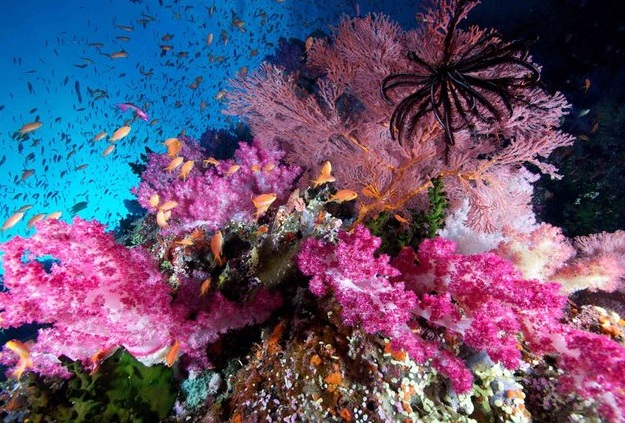 Gambar : Keindahan Haiwan Laut | Ini Blog Labi-Labi