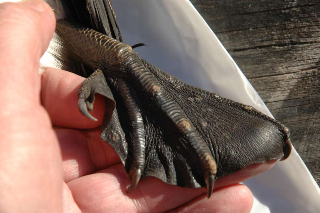 The Nature of Robertson: April 2013