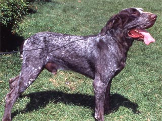 RAZAS CANINAS, un blog de perros.: PERDIGUERO DE BURGOS