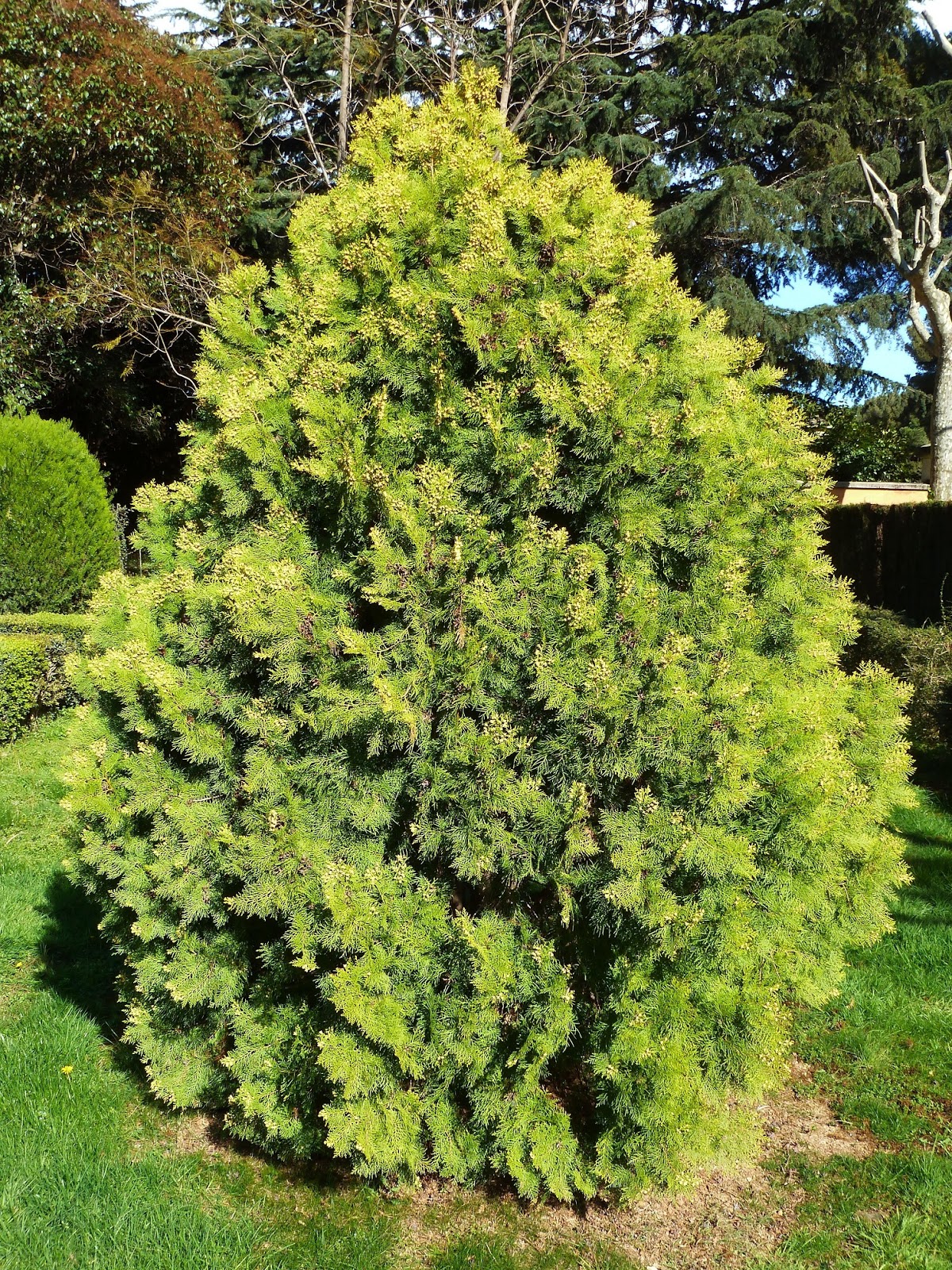 Árboles con alma: Tuya Oriental. Árbol de la vida. (Platycladus orientalis)