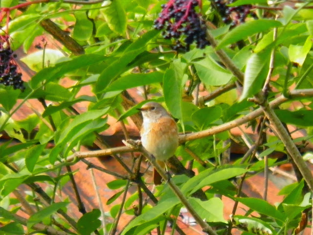 PASARI DIN ROMANIA: CODROS DE PADURE (2), Phoenicurus phoenicurus