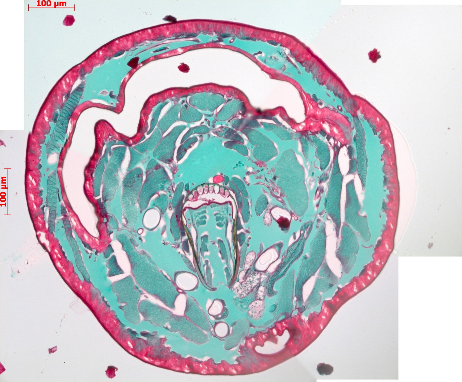 Worm Cast: What's the 'poop' on worm science?