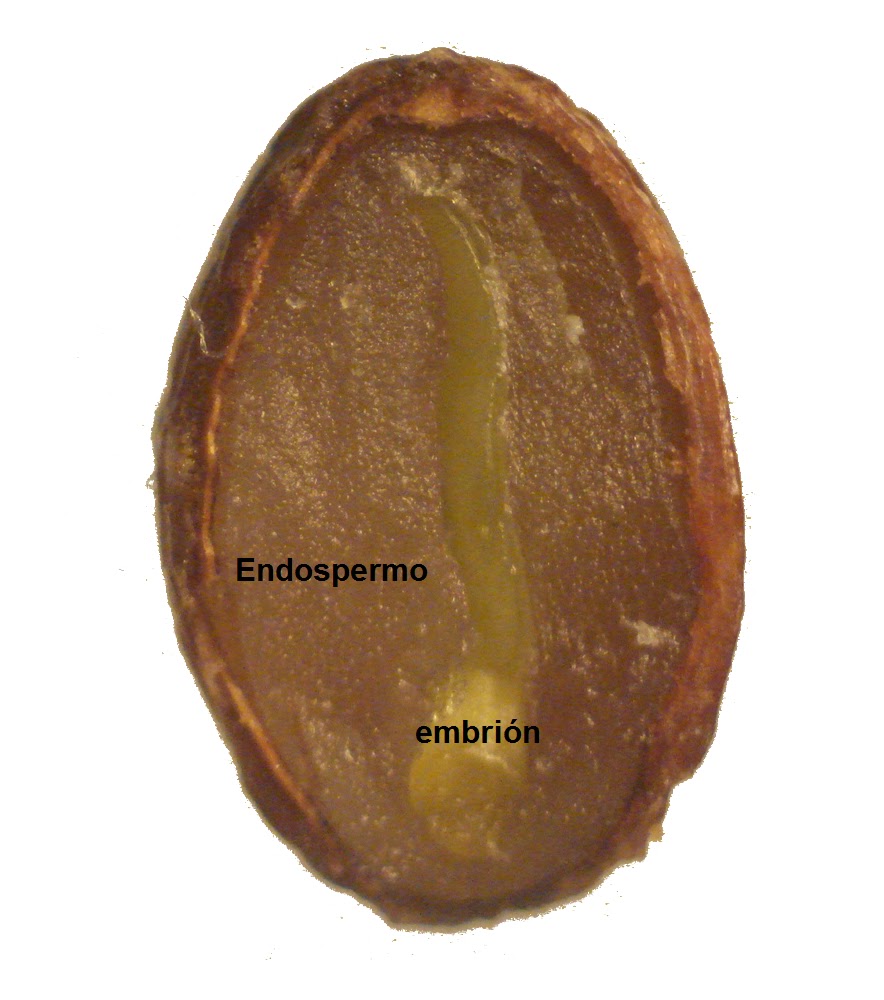 MORFOLOGIA DE SEMILLAS DE ESPECIES TROPICALES / Seed morphology of ...