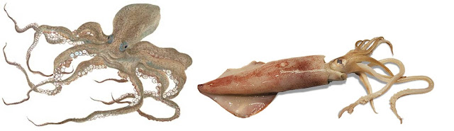 Ciencias Culinarias: LOS MARISCOS