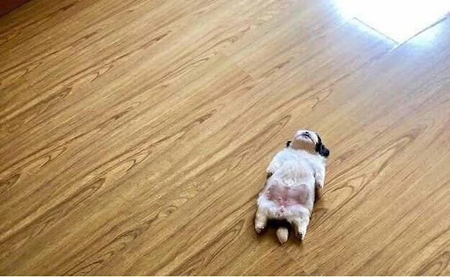 Cachorrita durmiendo boca arriba se convierte en sensación viral