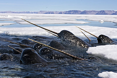The Narwhal's Left Tooth: The Narwhal Tusk Debate