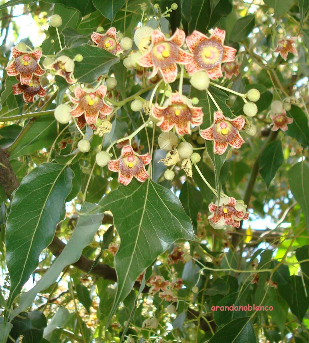 elarbolmiamigo-encinarosa: Brachichito / Brachychiton populneus ...