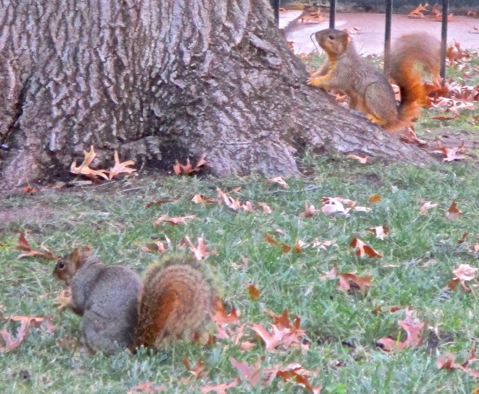 jkwgalleries: Barn, Horse, Squirrels, Birds, Colorful Trees, Moon and GAZ