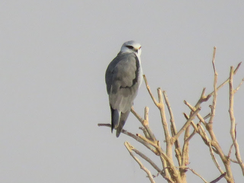 Birds of Saudi Arabia: Two Black-winged Kites near Riyadh – Bird ...
