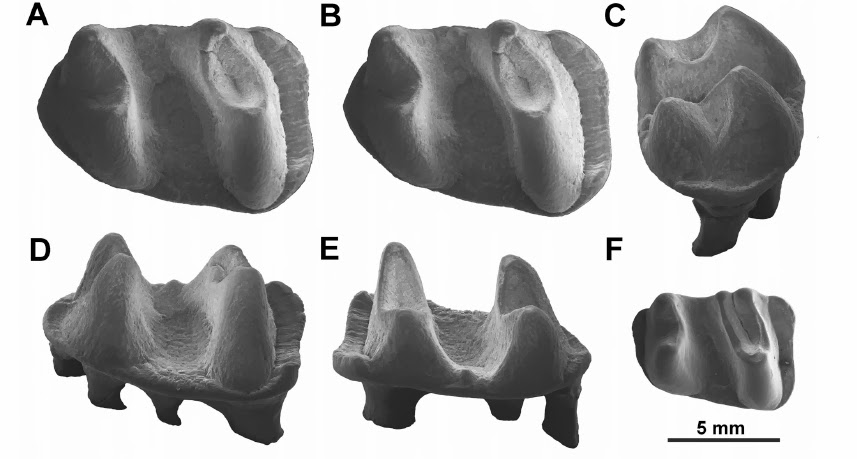 Sciency Thoughts: A giant Platypus from the Miocene of northwestern ...