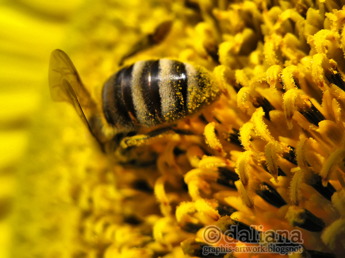 Photographis: Sun Flower Story