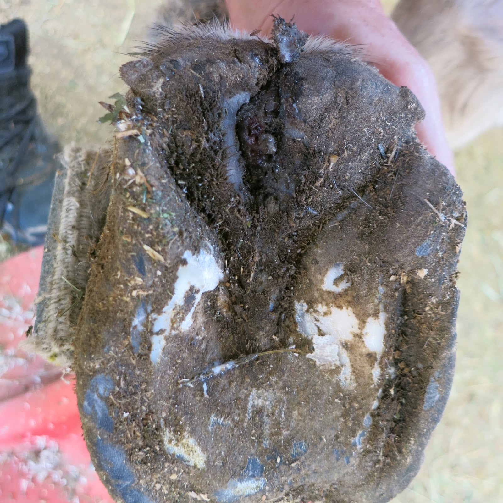 The Dancing Donkey: The Canker