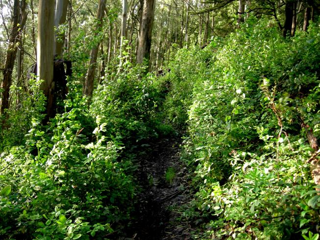 Invasive Insight: Invasive Species 'Done Technical': Himalayan Blackberry