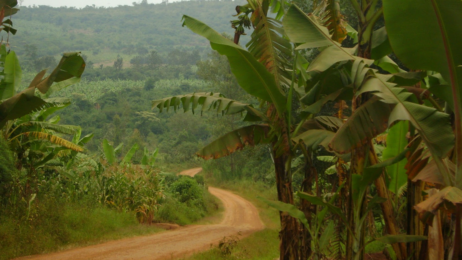 DAILY FARMERS TANZANIA: COFFEE AND BANANA TREES IN KARAGWE-KAGERA ...