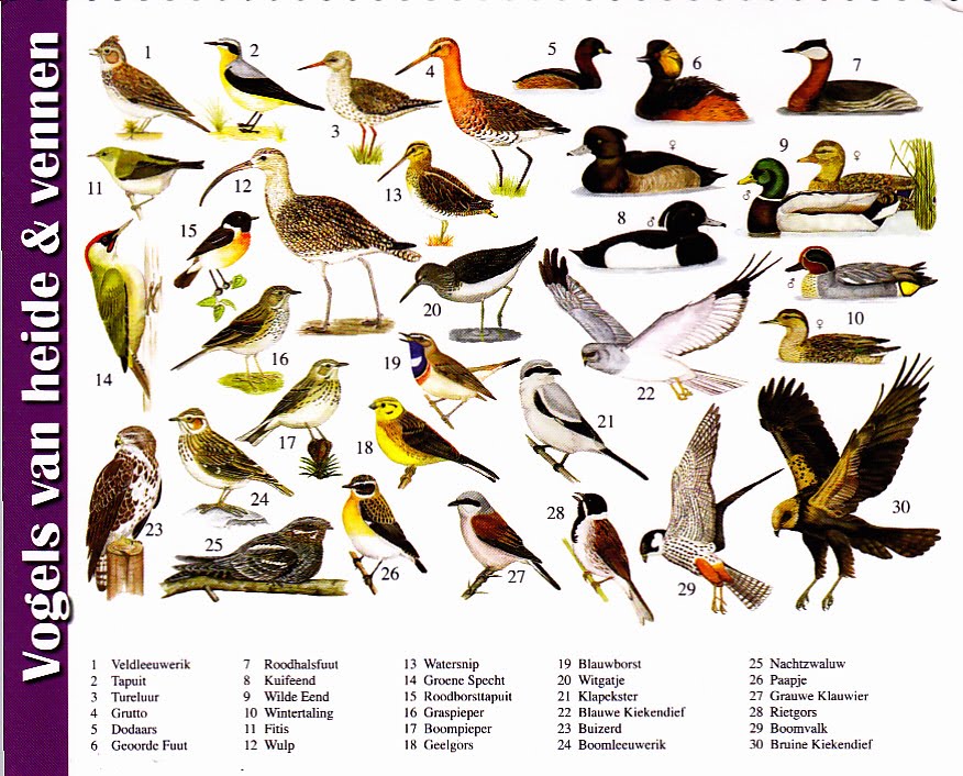 Postcard A La Carte: Netherlands - Multiples of Birds