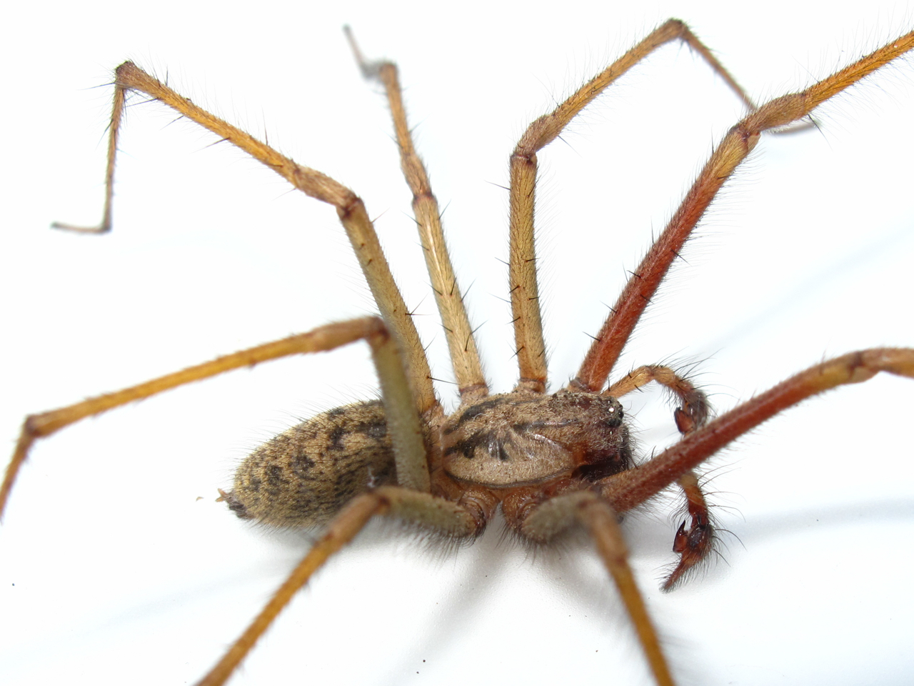 BugBlog: Bath spider hybridization