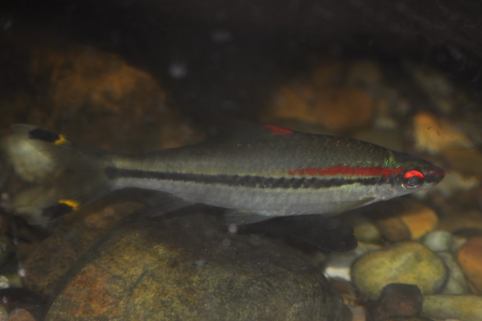 ZOOTOGRAFIANDO (6.100 ANIMALS): BARBO TORPEDO DE LÍNEA ROJA / RED-LINE ...