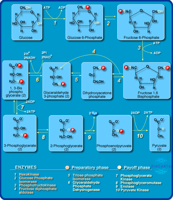 World of Biochemistry (blog about biochemistry): Metabolic map about ...