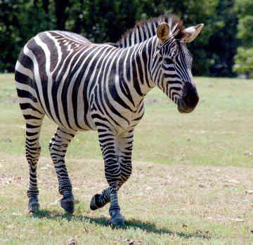 AFRIŠKE ŽIVALI: ZEBRA (Hippotigris)