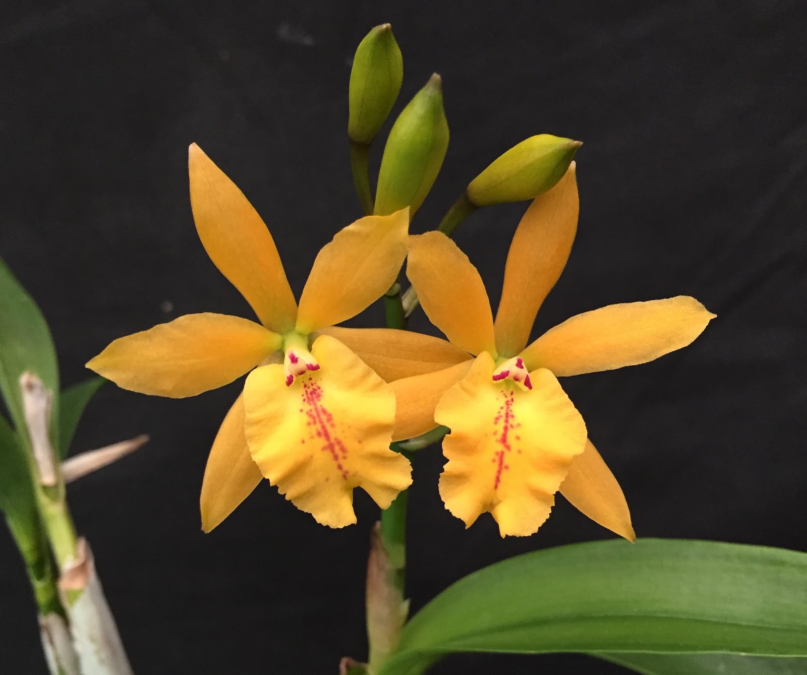 Epicatanthe Don Herman care and culture | Travaldo's blog